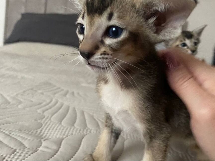 Ориентальные котята