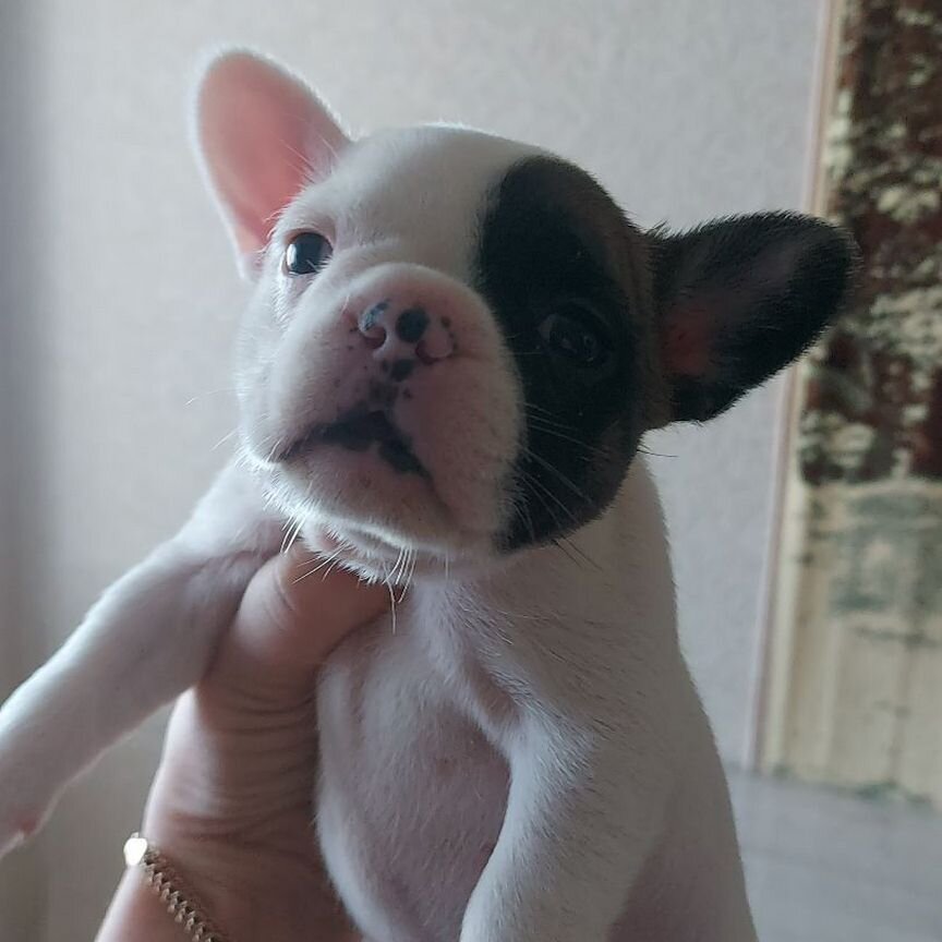 Французский бульдог