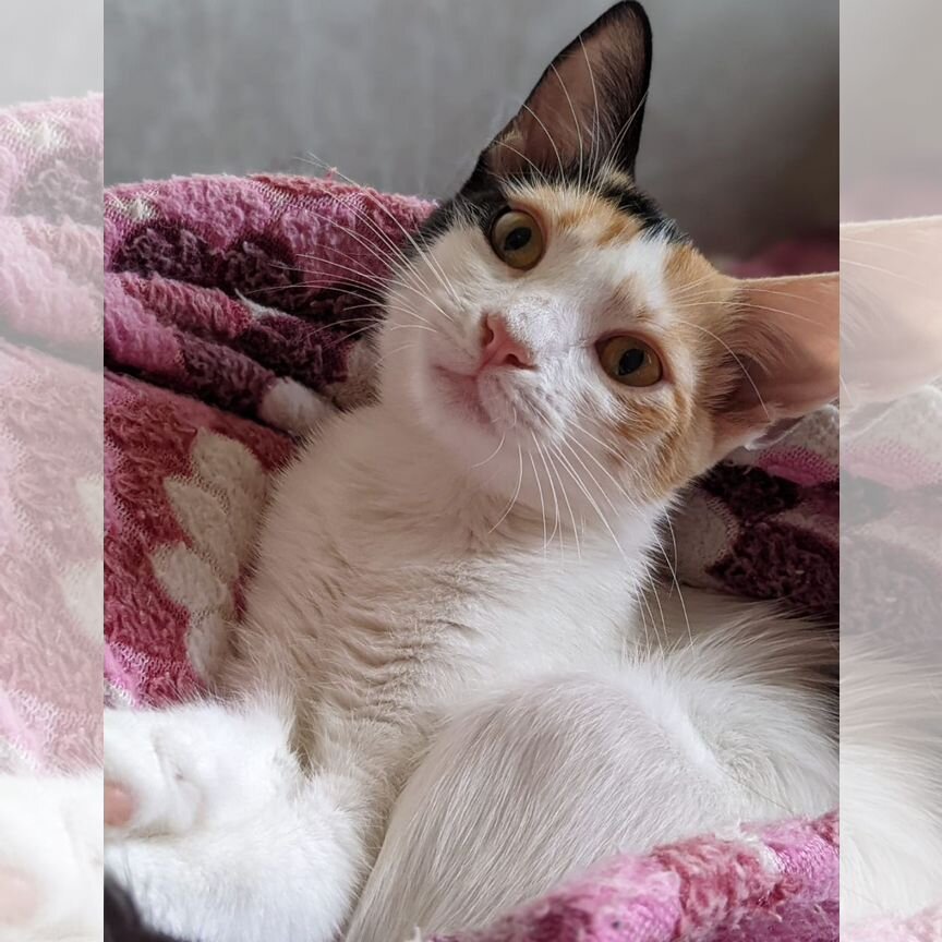 Милый Ангелочек