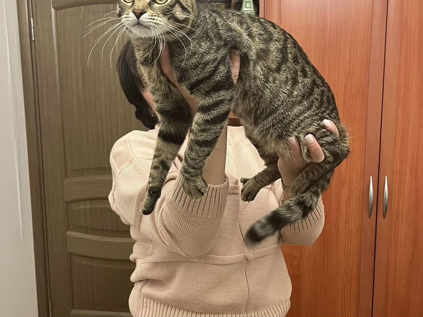 Котенок- гигант
