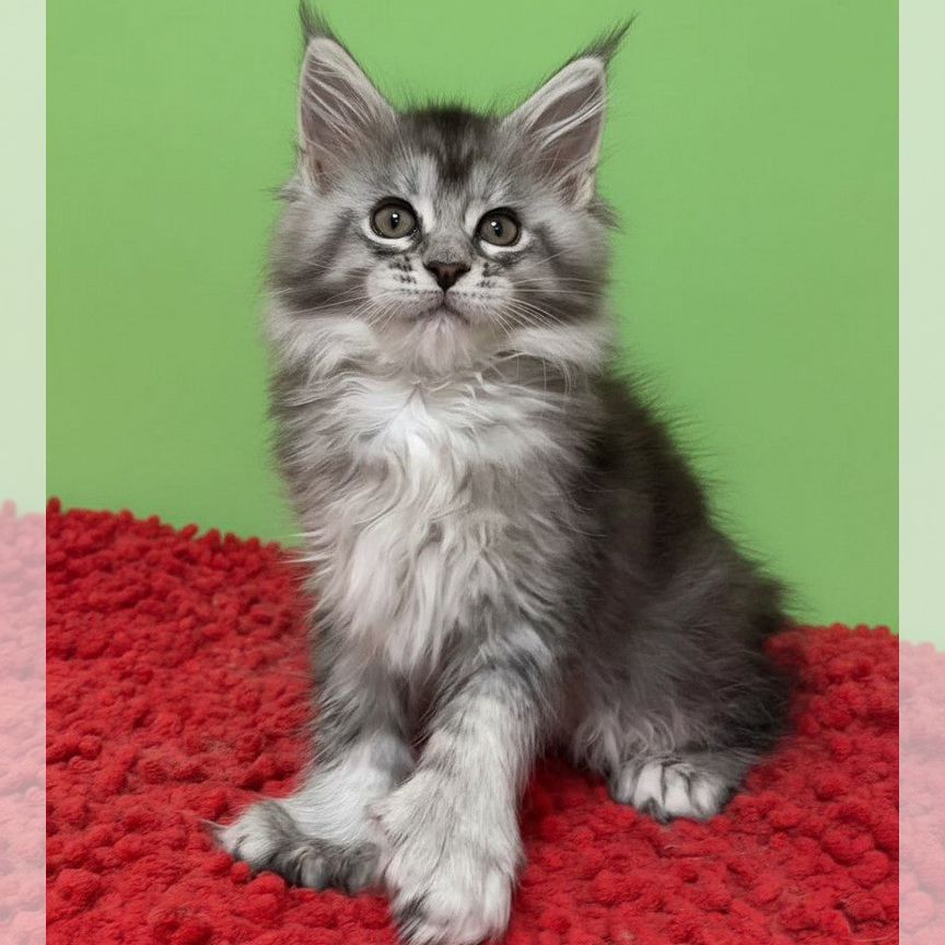 Мейн-кун котёнок