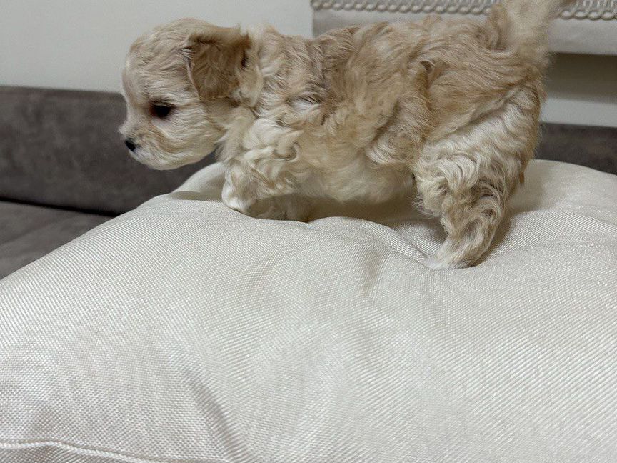 Щенки мальтипу f1 мини