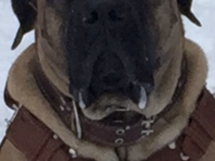 Продам шлейку с гузами для крупных собак