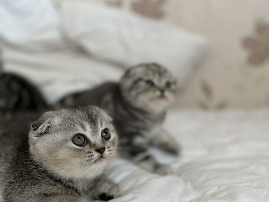 Шотладские вислоухие котята