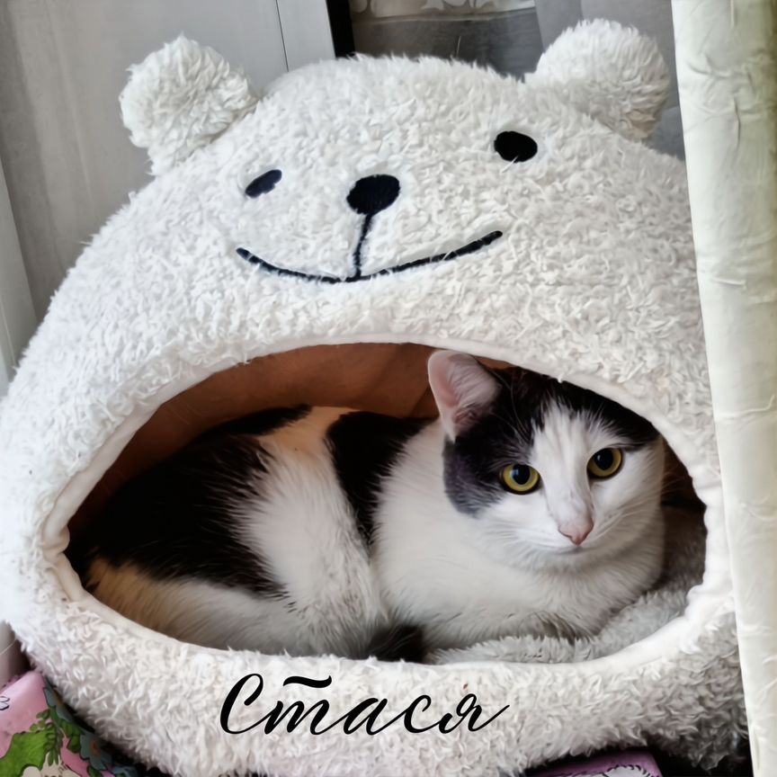 Взрослая, Девочка кошка в добрые руки