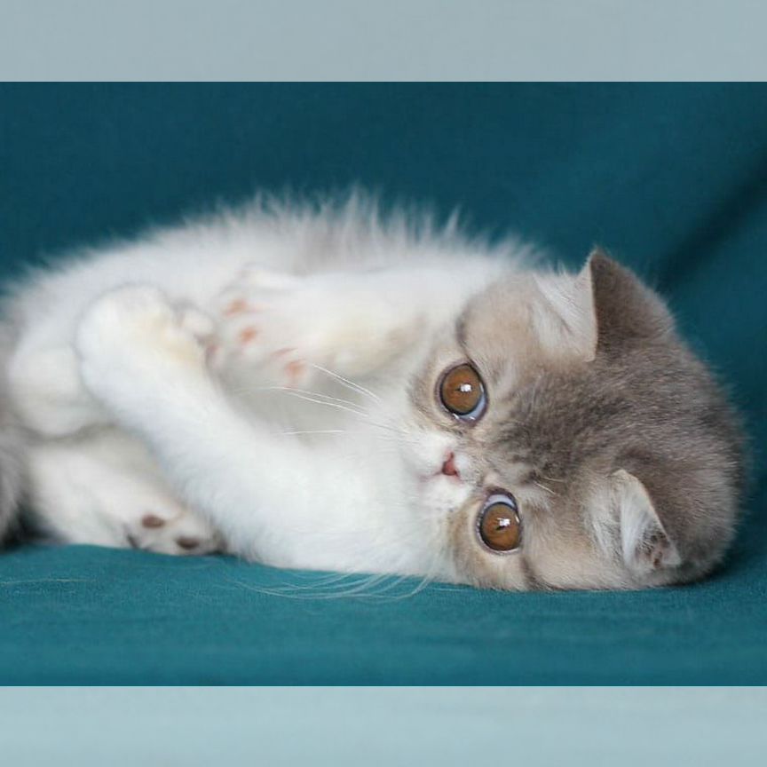 Экзотический котик