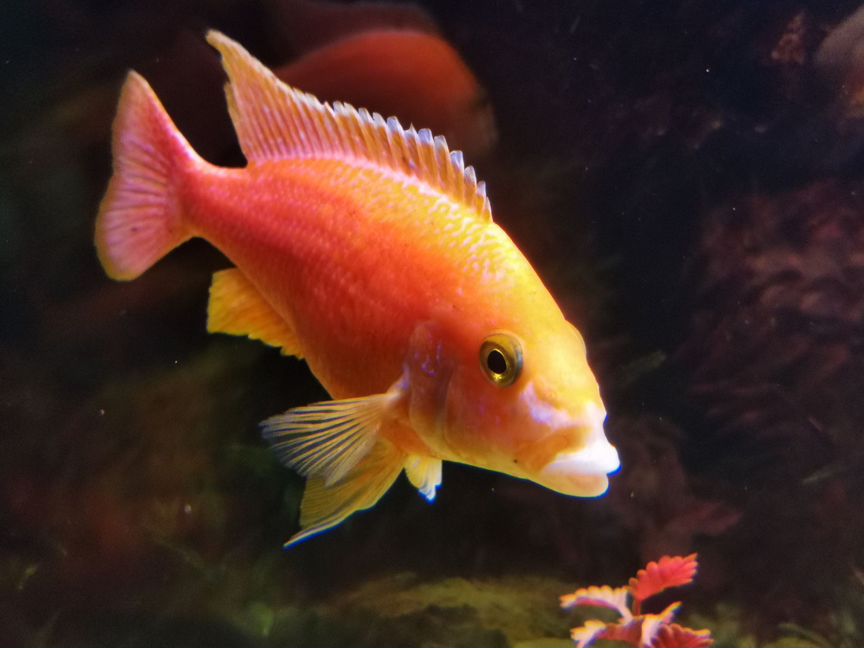 Аулонокара земляника