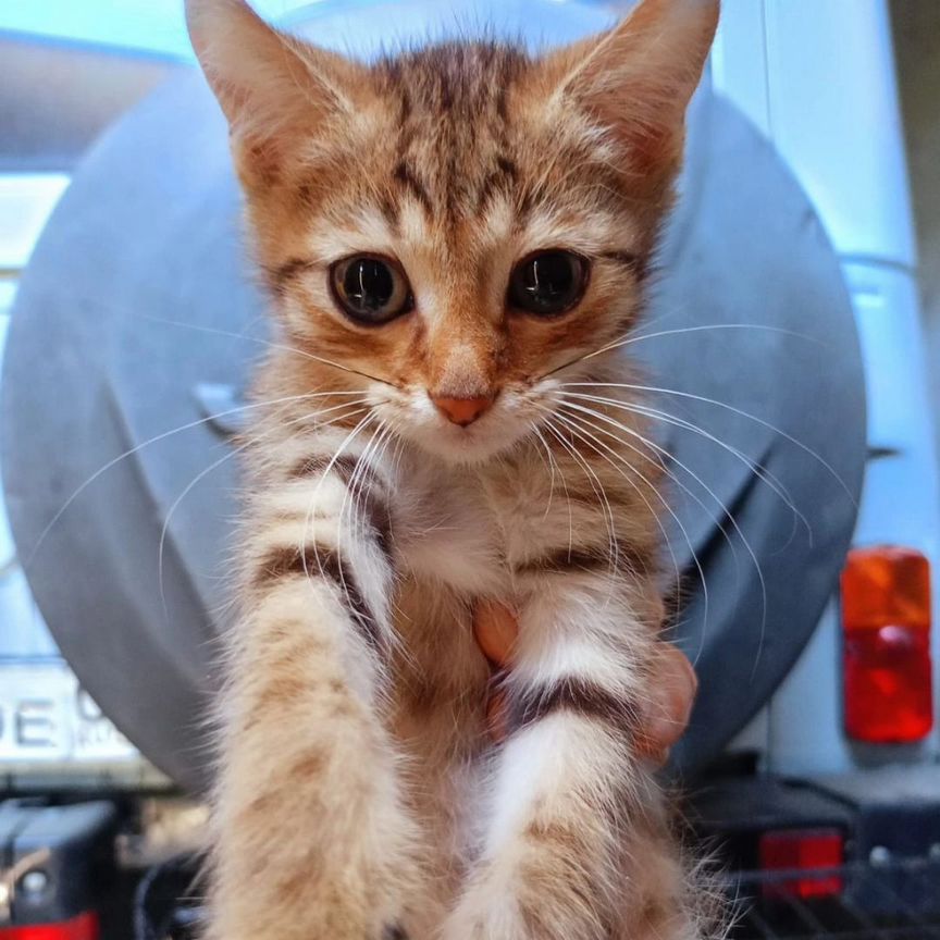 Котенок подкинули в автомастерскую