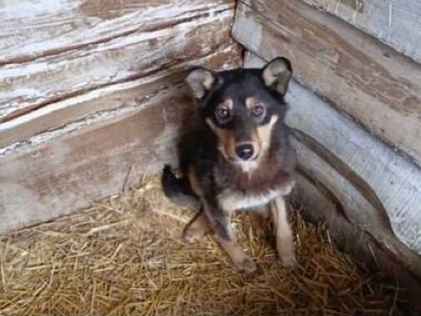 Собака в добрые руки