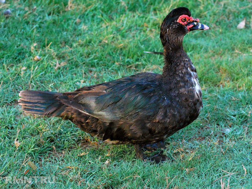 Инкубационное яйцо Утята Мускусная утка Селезень