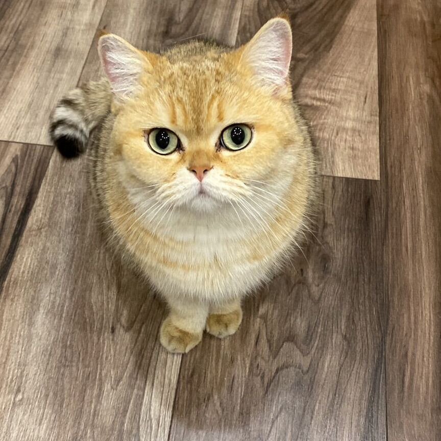 Домашние животные кошки