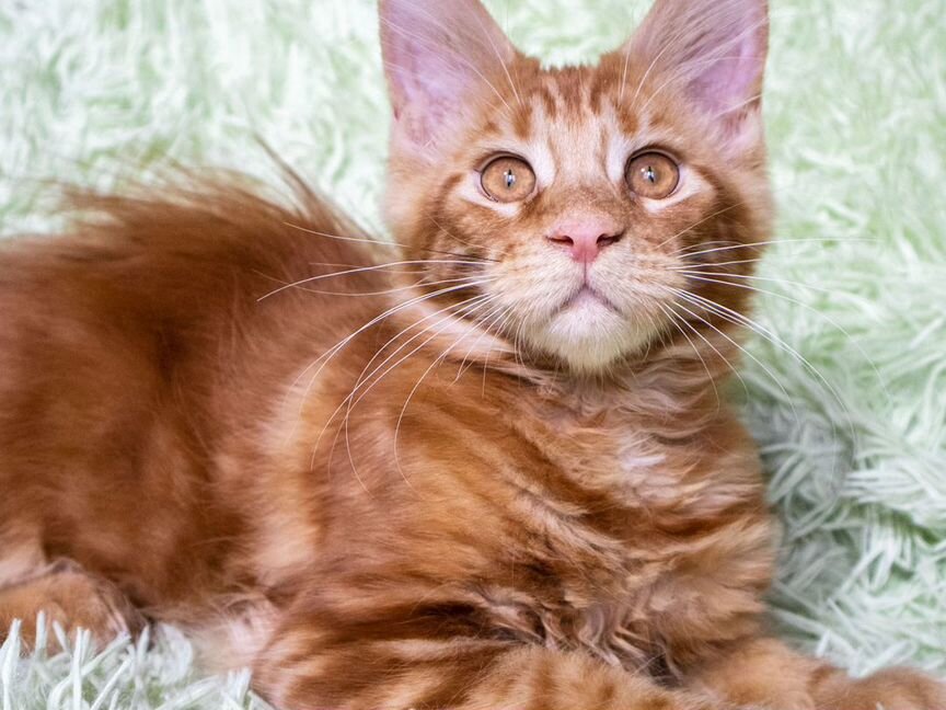 Чудесный котик Мейн Кун ищет своего человека