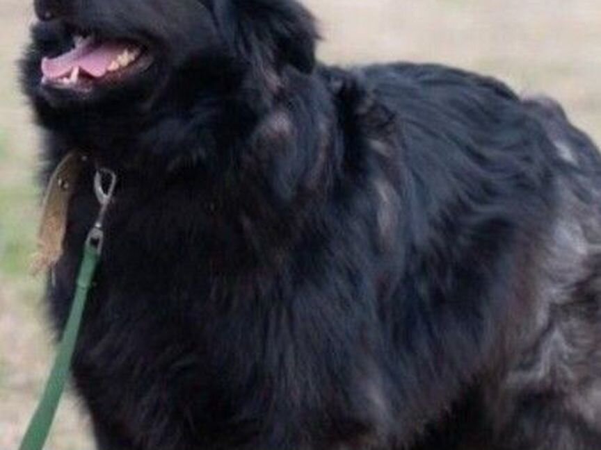 Потрясающая Валькирия ждет вас в Лесном приюте