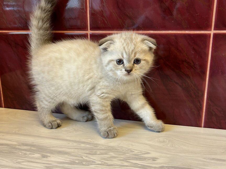 Шотландские котята