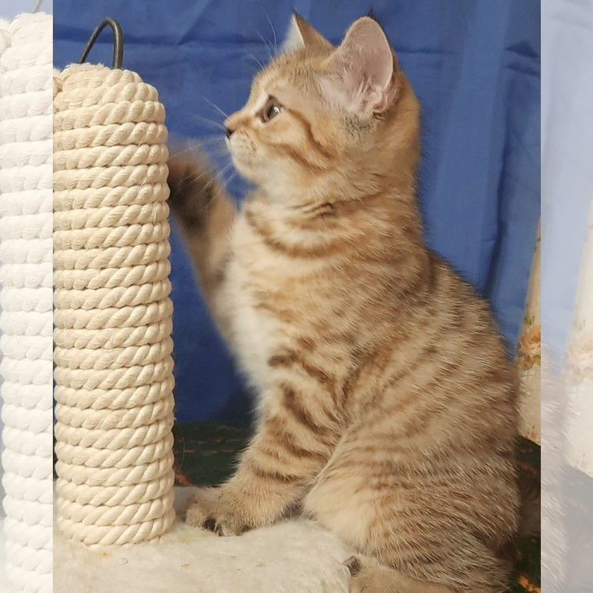 Шотландский прямоухий короткошёрстный котёнок
