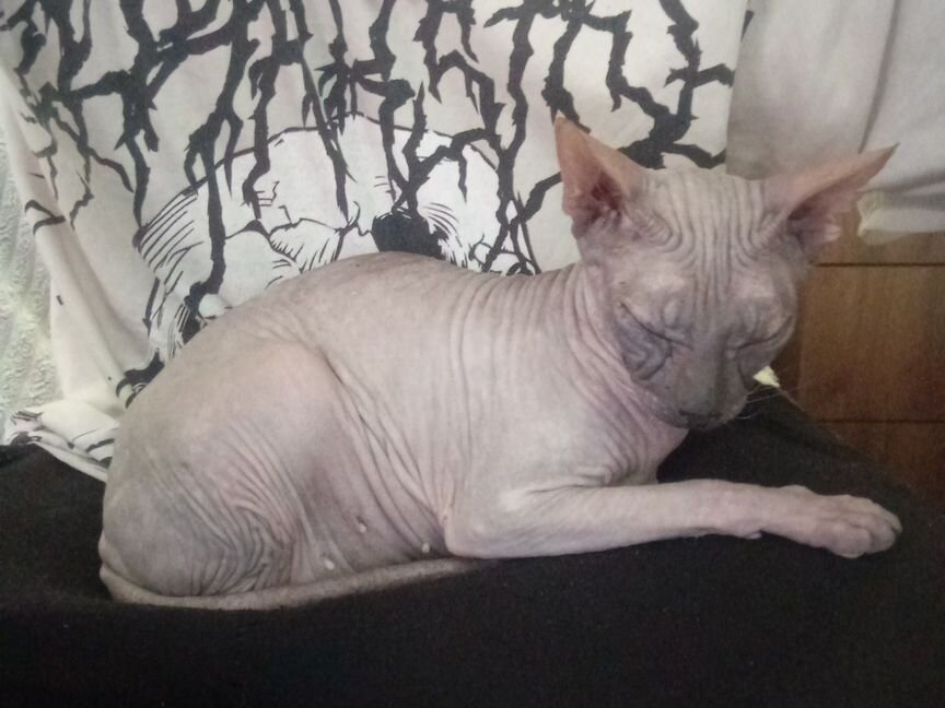 Донской сфинкс