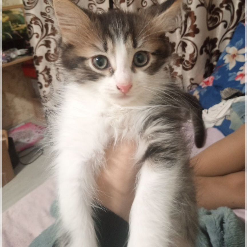 Котёнок активный
