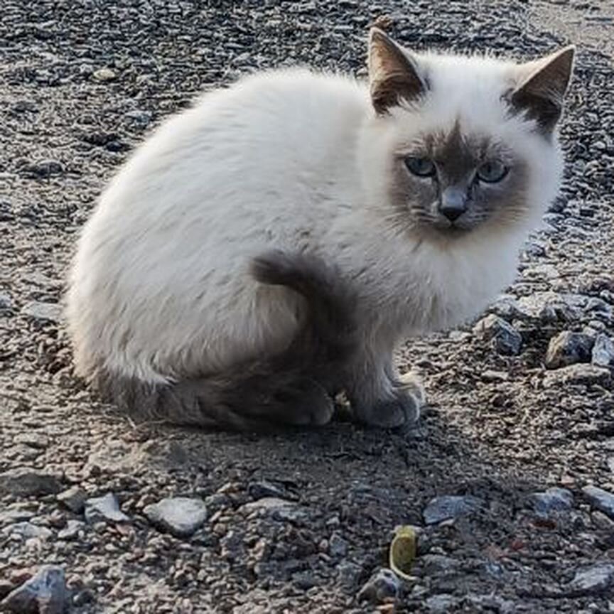 Котята в добрые руки бесплатно