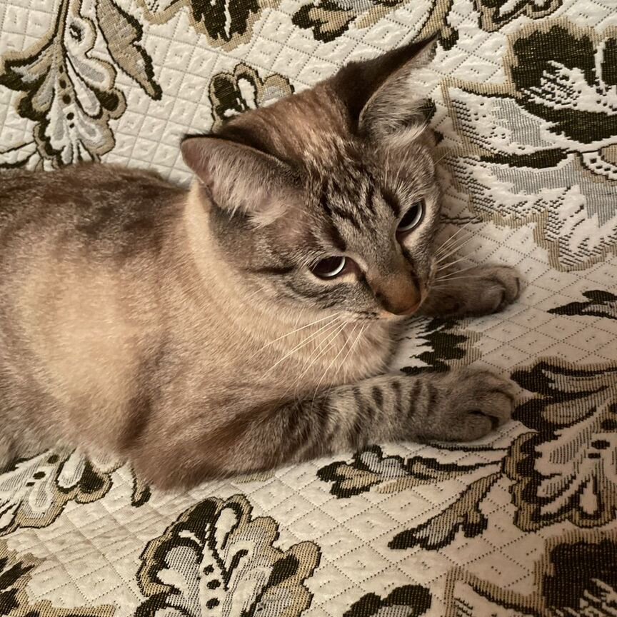 Кот