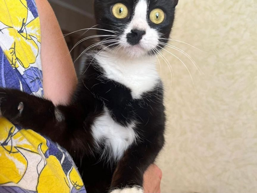 Интересная Мушка ищет дом