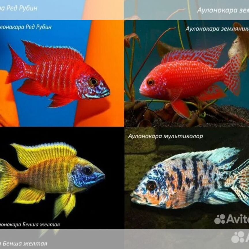 Аквариумные рыбки цихлиды