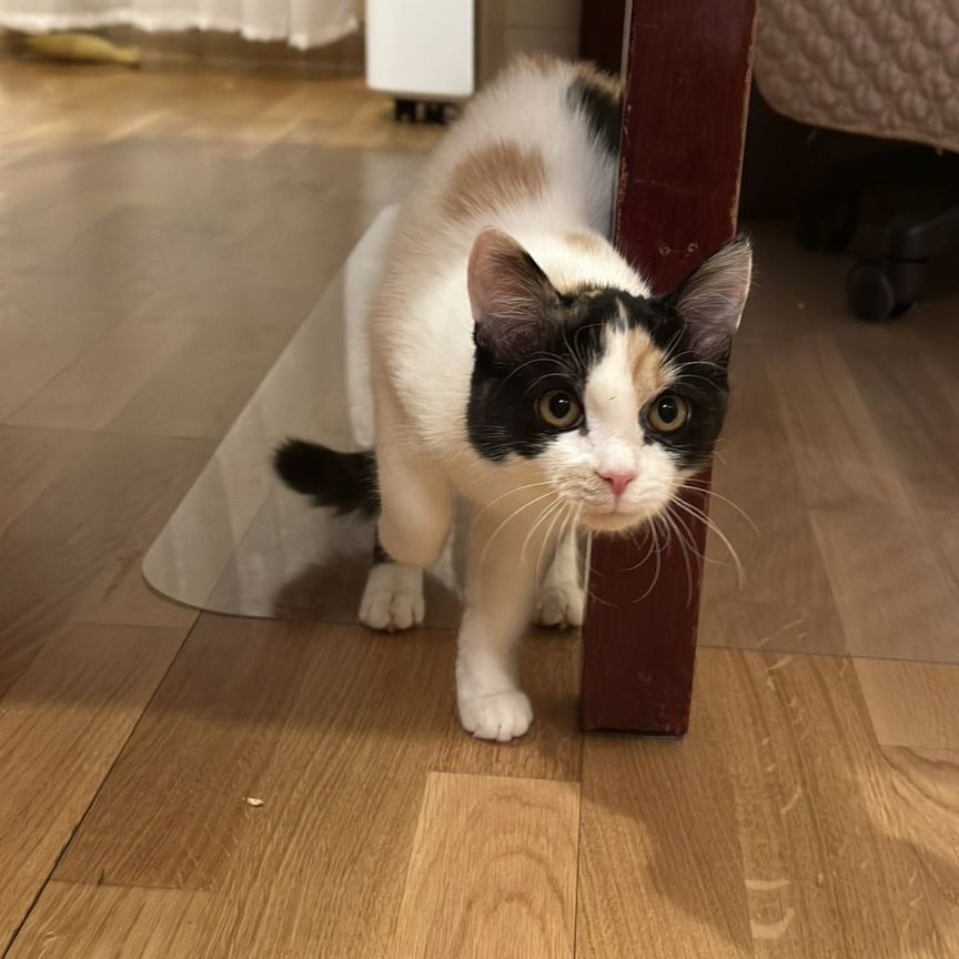 Трехцветная котенок девочка