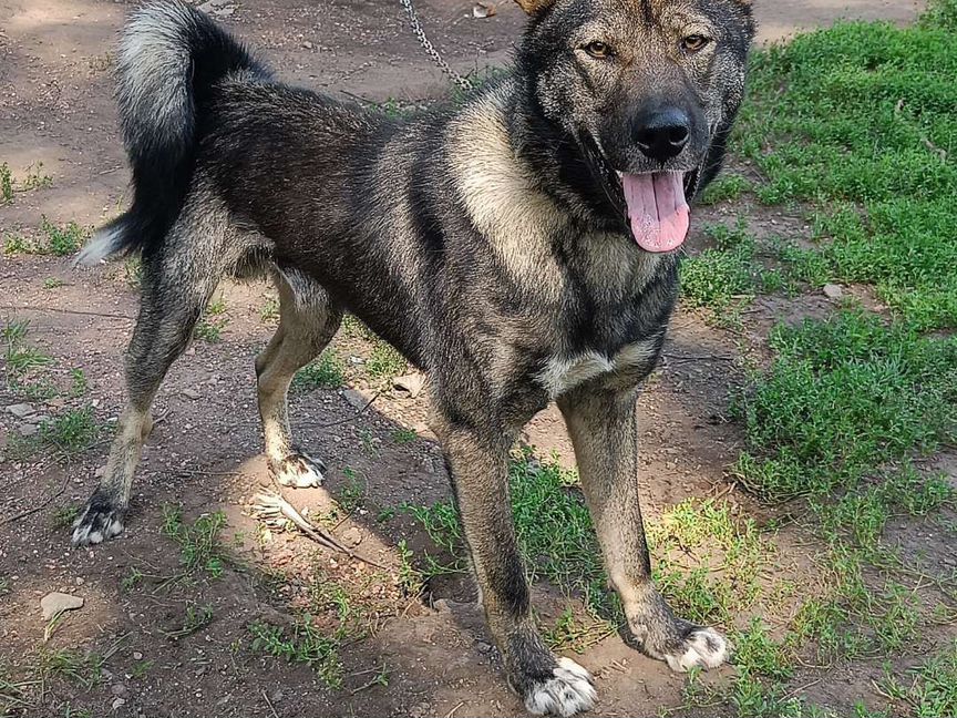 Восточно- сибирская лайка