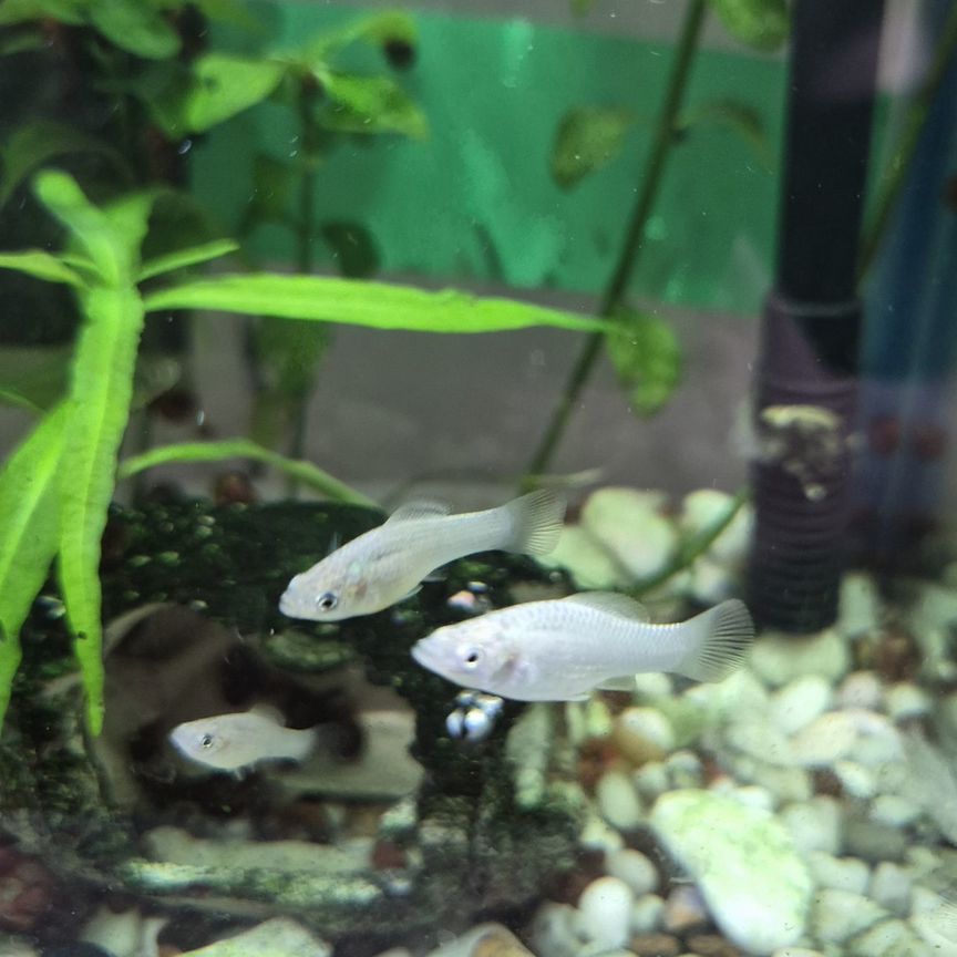 Рыбки моллинезии (белые)