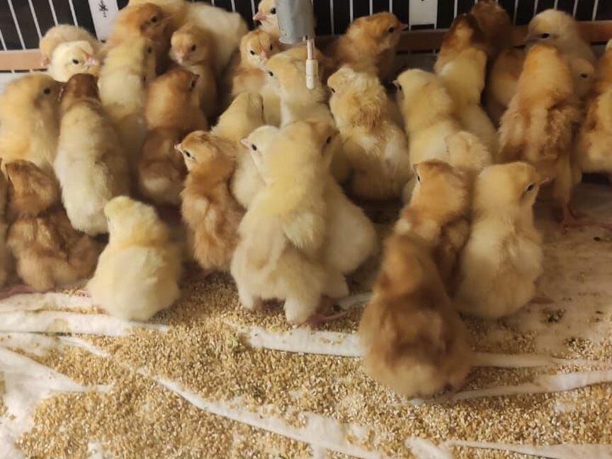 Цыплята Ломан Браун