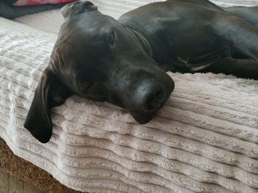 Собака в добрые руки метис