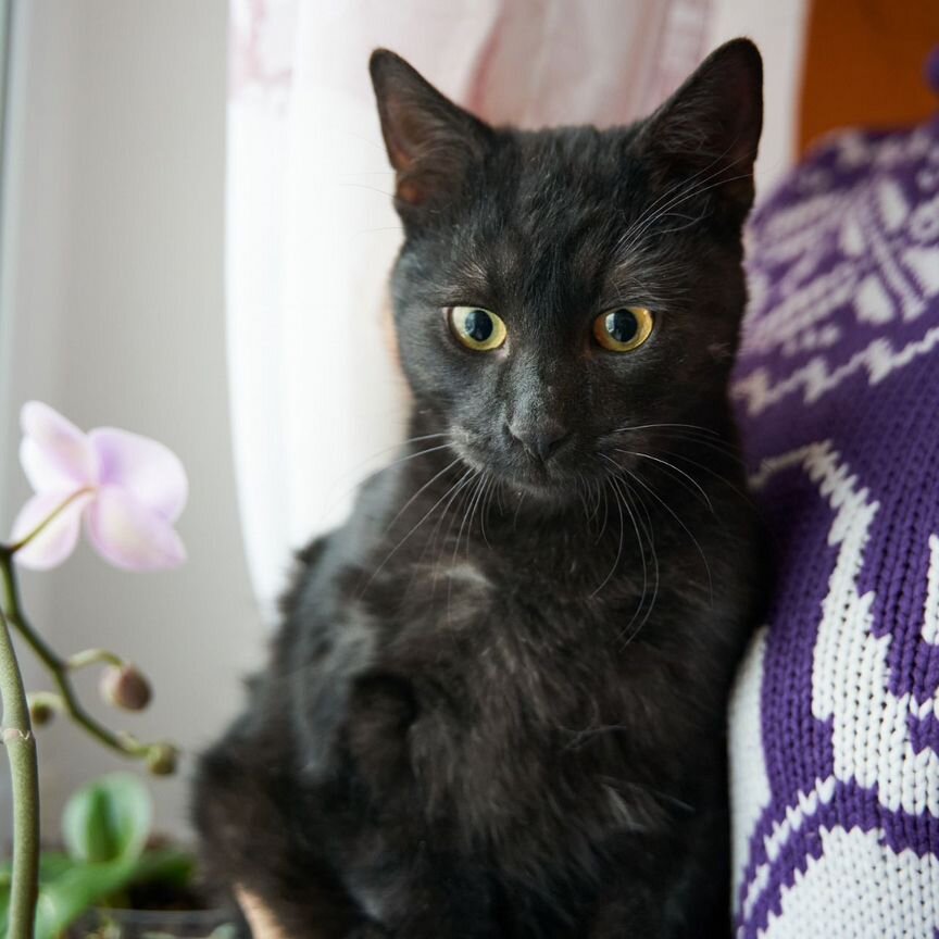 Черного котика выкинули