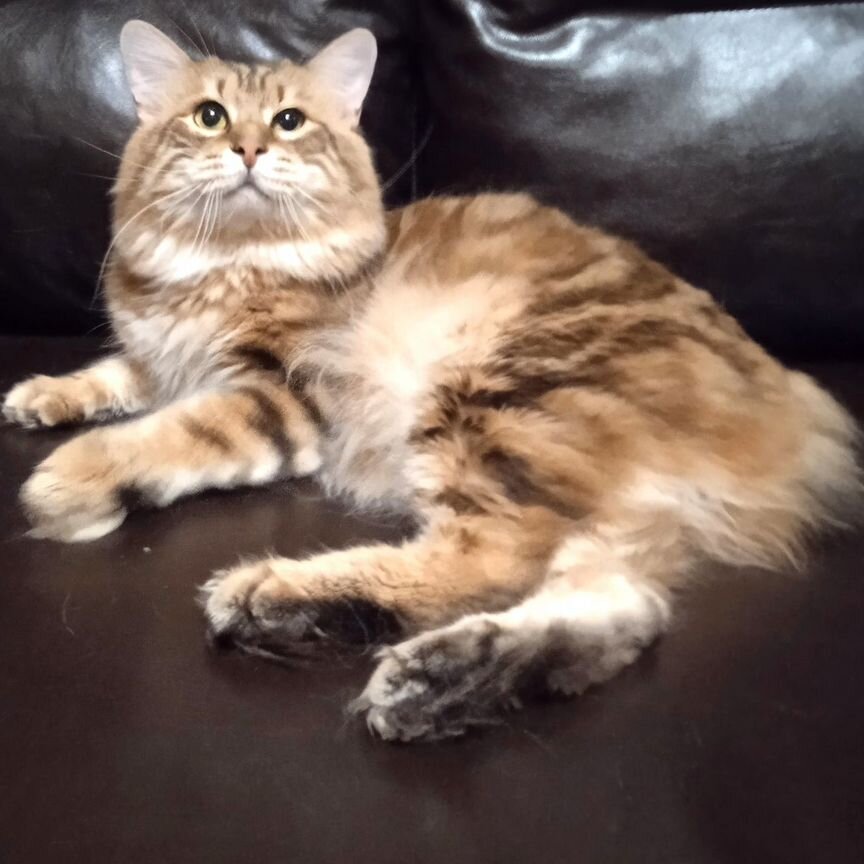 Курильский бобтейл длинношёрстный, взрослый кот