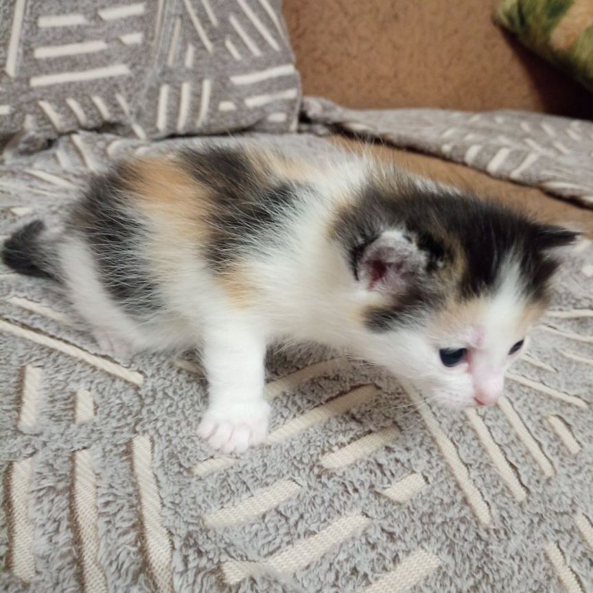 Отдам бесплатно хорошенькую кошечку