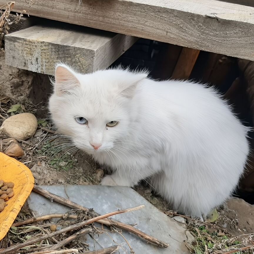 Взрослая кошка в добрые руки