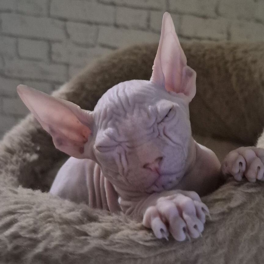 Донской сфинкс котёнок