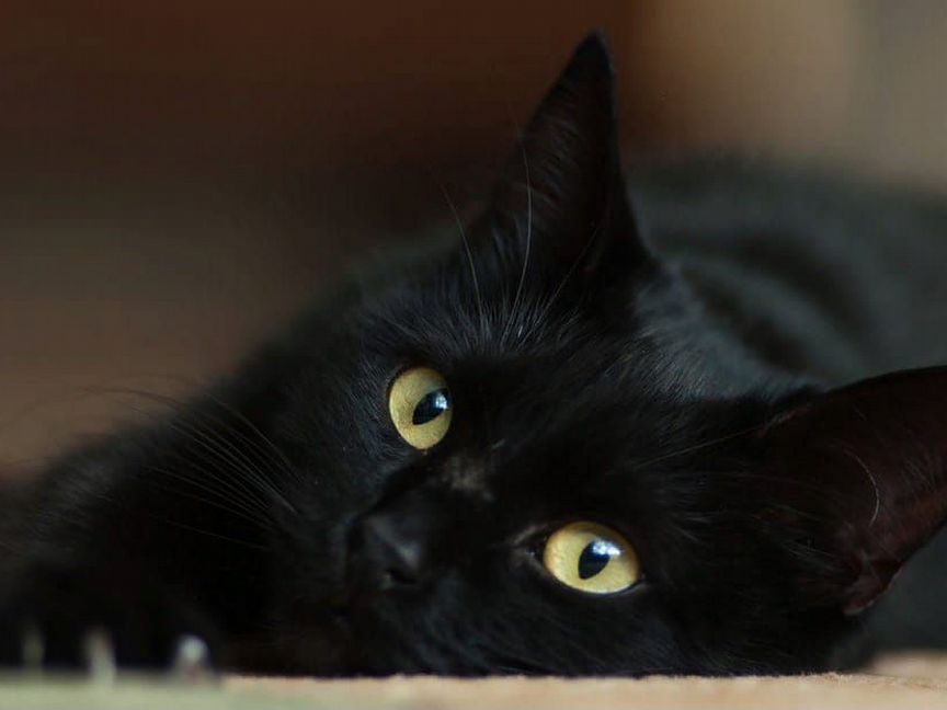 Жасмин ищет дом