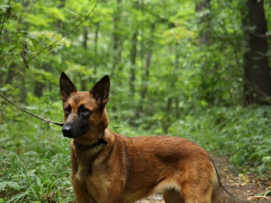 Собака в добрые руки отдам бесплатно