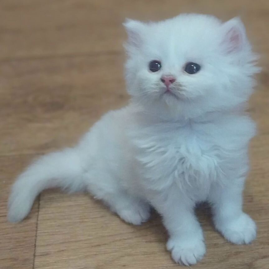 Шотландский прямоухий длинношёрстный котёнок