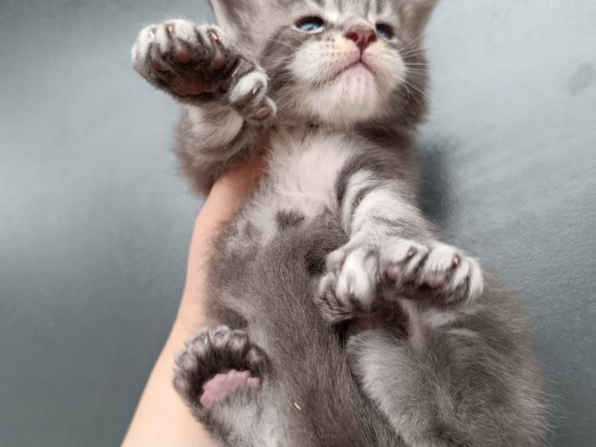 Мейн-кун шикарный полидакт