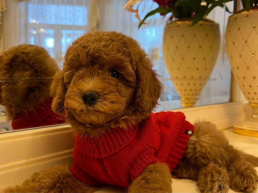 Щенята карликового пуделя