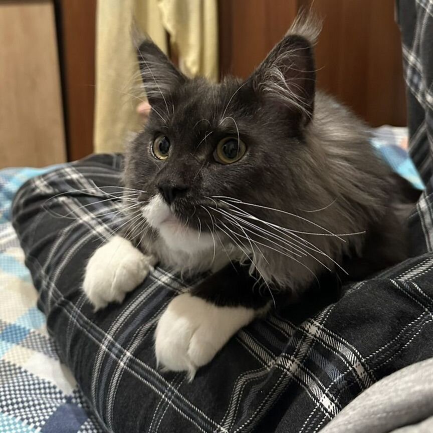 Мейн-кун, взрослый кот