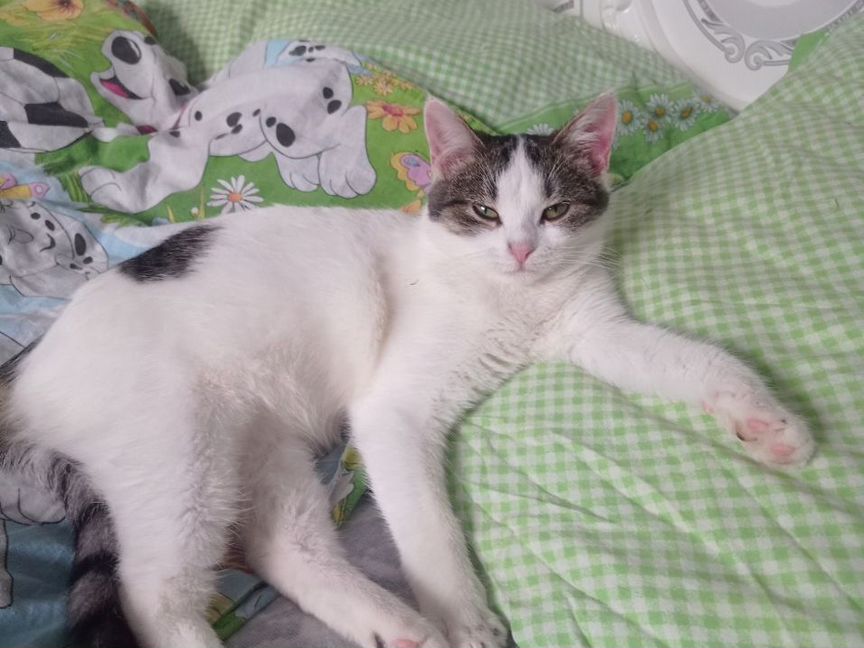 Котенок в добрые руки