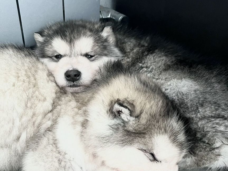 Аляскинский маламут