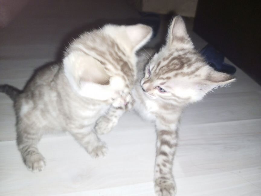 Бенгальские котята
