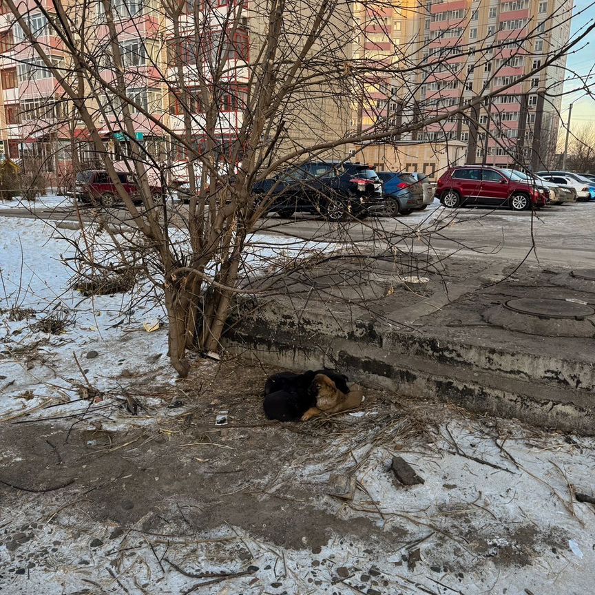 Щенки бесплатно