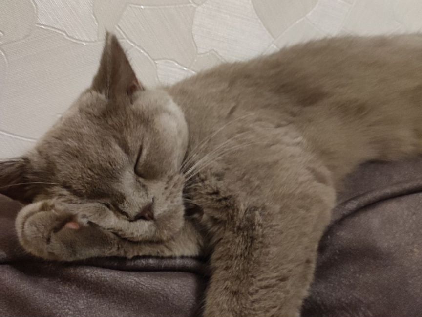 Шотландский прямоухий кот