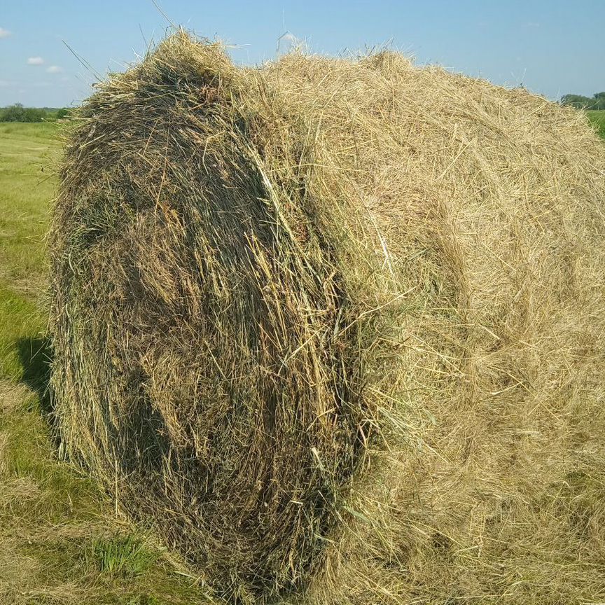 Сено в больших рулонах 2025