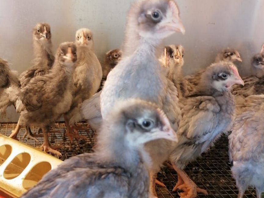 Цыплята подрощенные Доминант Д107