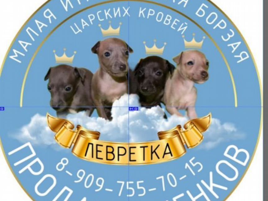 Щенки Левретки