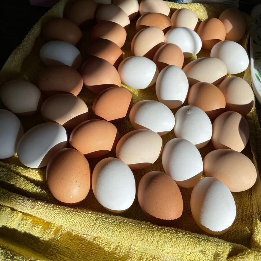 Яйцо куриное